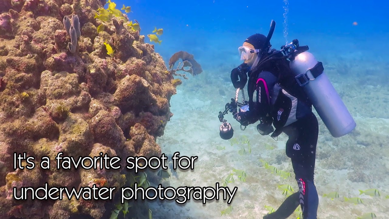 Snapper Ledge - Key Largo Florida - YouTube