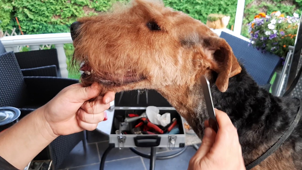 Airedale Terrier trimmen für Anfänger Teil 12/14 - YouTube