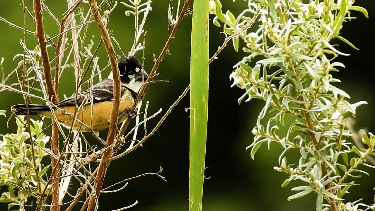 COLEIRO-DO-BREJO, (SPOROPHILA COLLARIS), RUSTY-COLLARED SEEDEATER ...