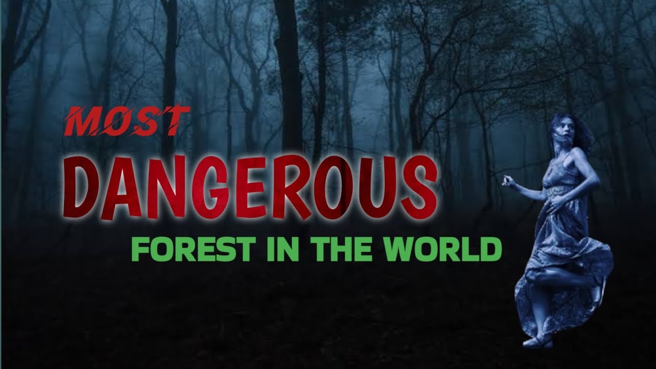 top 5 most dangerous forest in the world - YouTube