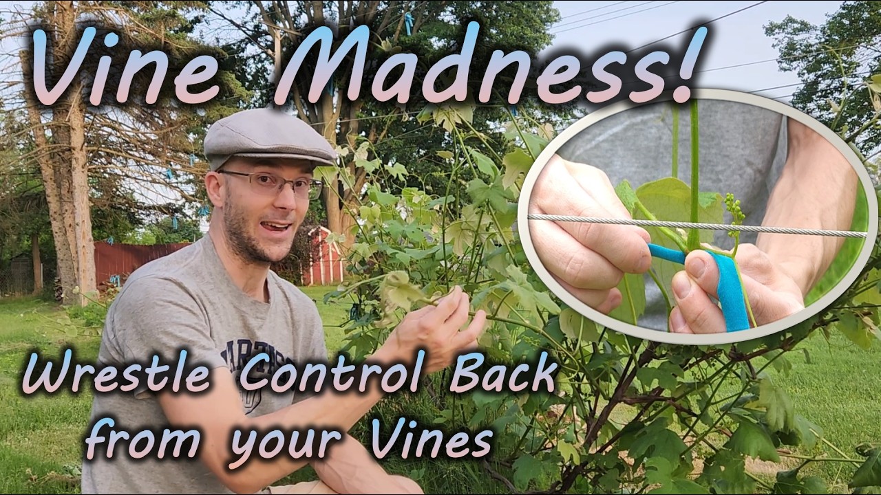 Vines? Take Back Control. - YouTube