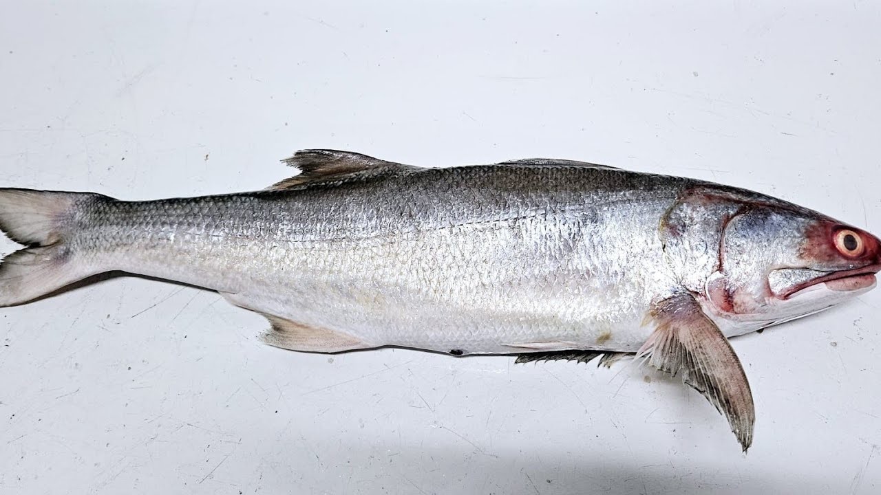 Tailla or Indian Salmon - YouTube
