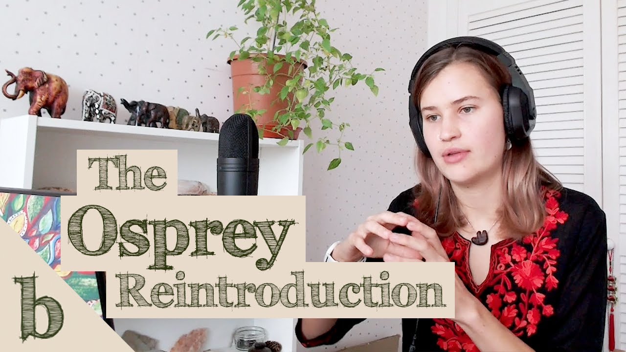 #6 The Osprey Reintroduction | The Biome Podcast - YouTube