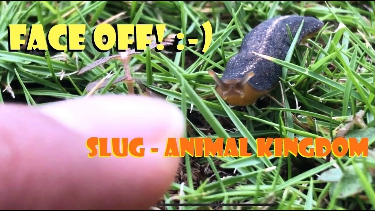 Slug - Animal Kingdom - YouTube
