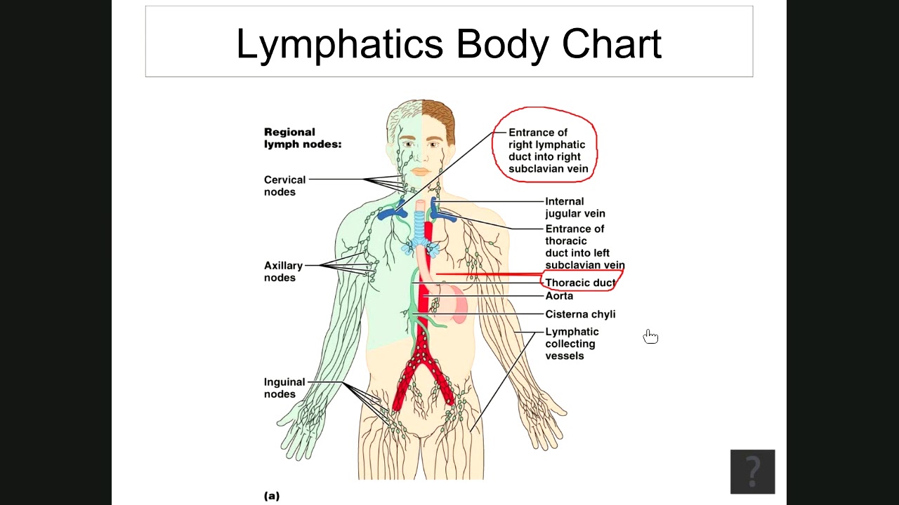Lymphatics Part 1 - YouTube