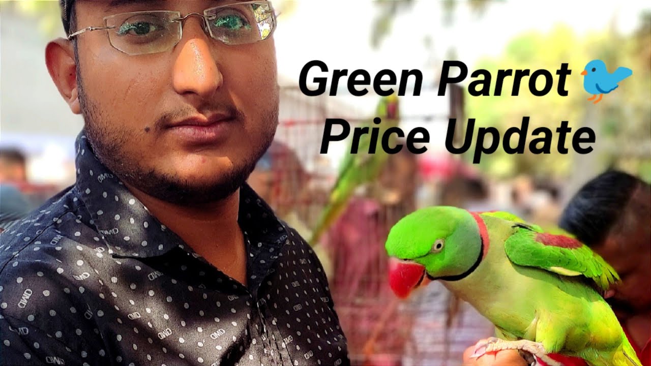 Green Parrot 🐦 #Latest Price Update #Lalukhet Birds Market|| #The Birds ...