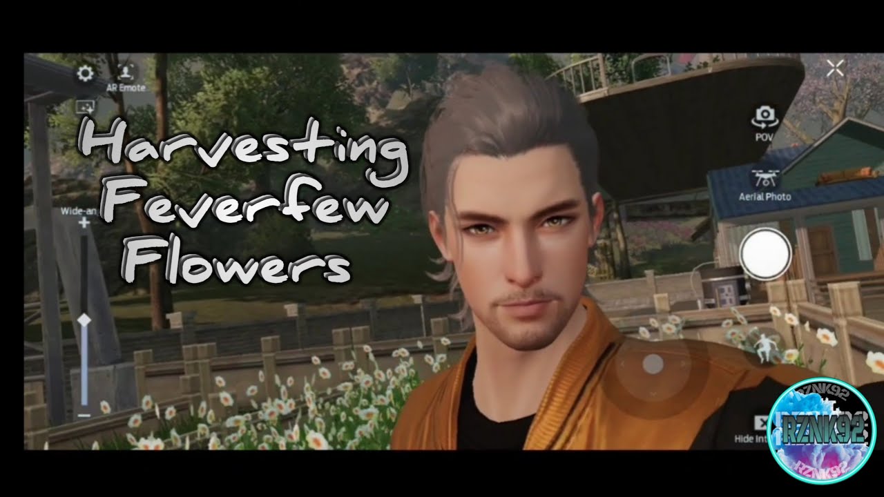 Undawn Harvest Feverfew flowers - YouTube