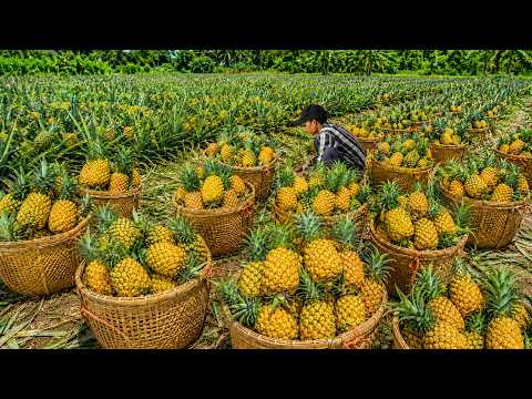 Yerel Pazara Hazır Taze Ananas Dolu Sepetler #trieuanh #hoaky #countrysidelifetv