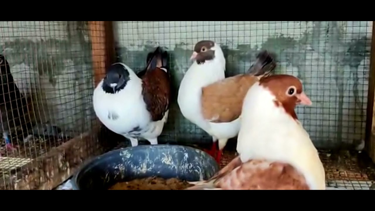 modena pigeon breeding pairs. Homer pigeon, fancy pigeon, roller pigeon ...