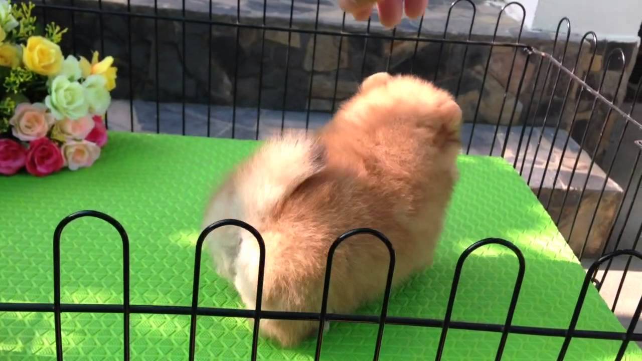 Pomeranain ปอมเมอเรเนียน (The Greasy Dog Kennel) G-207 HONEY female ...