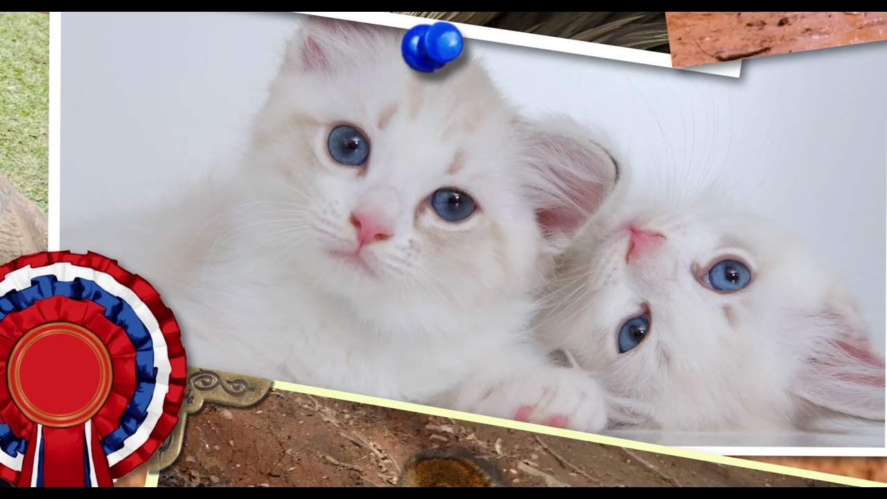 Pfilbryte - Buddy [animals version] (Official Video) - YouTube