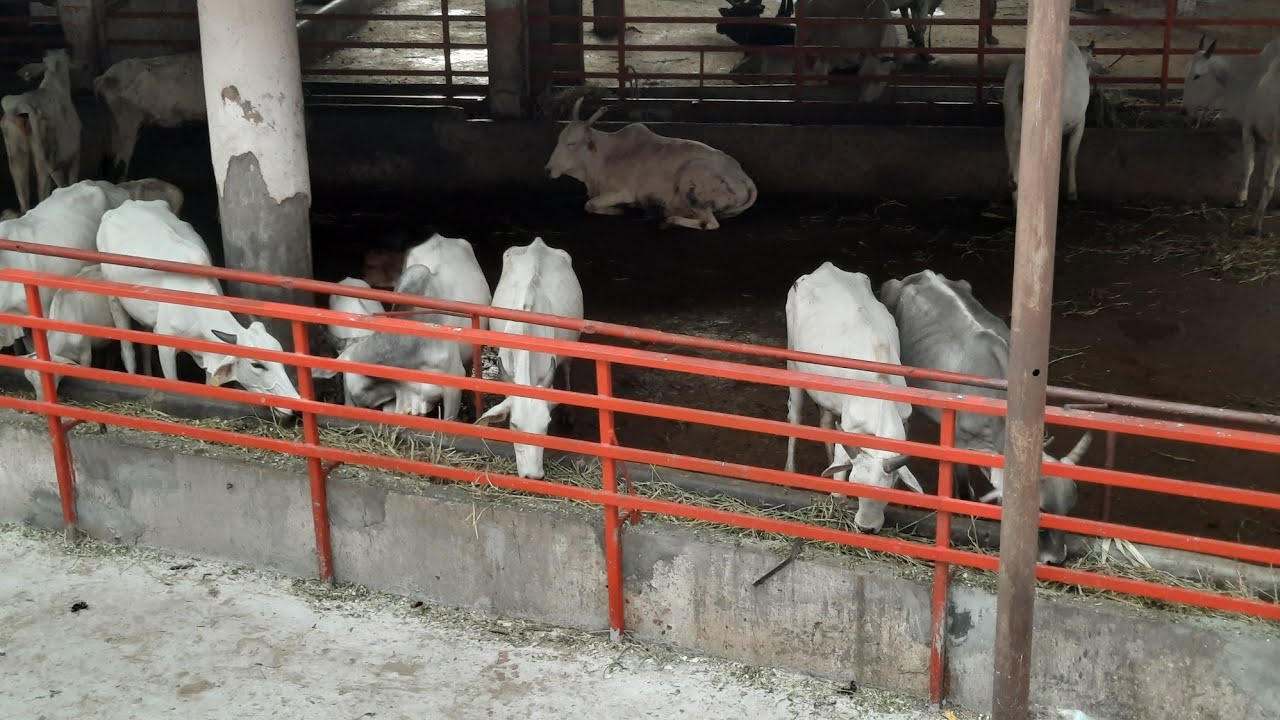 At Imlibun Goshala MGBS - Hyderabad on Amavasya. Gow mata being fed by ...