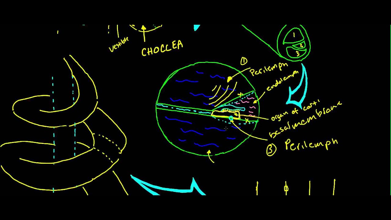 Anatomy of the Ear, Mechanism of Hearing - YouTube