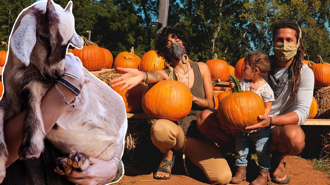 Fall Day in our Lives // Pumpkin Carving with Goats - YouTube