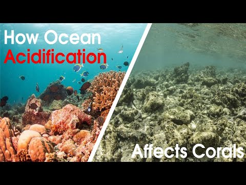 How Ocean Acidification Affects Corals - YouTube