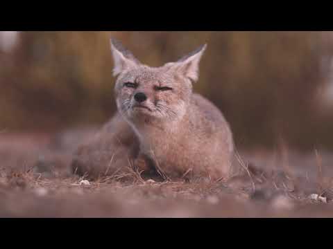 Indian fox Some RARE moment - YouTube