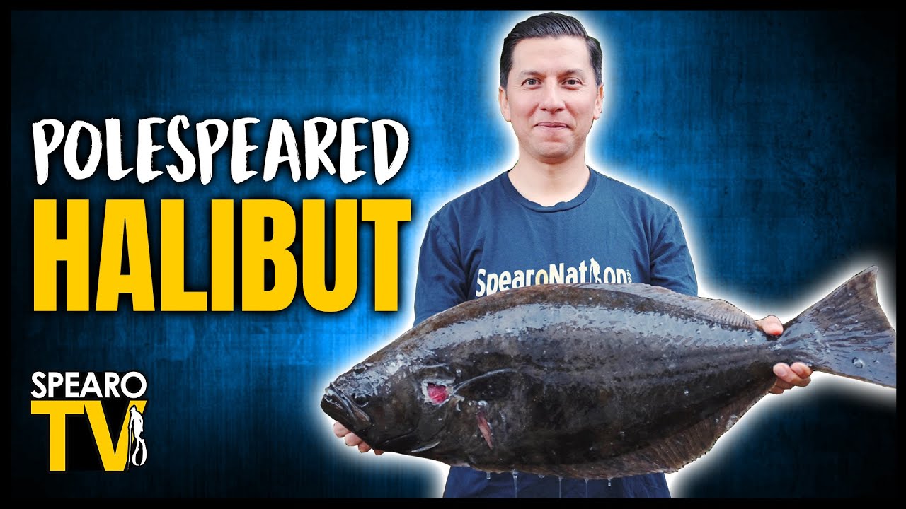 Spearfishing San Diego 2020 - Halibut Fishing - YouTube
