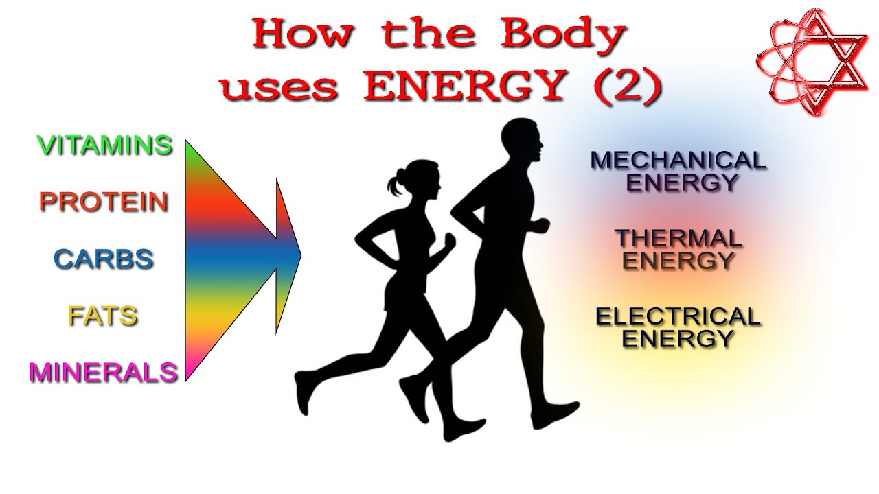 How the body uses energy (2) - YouTube