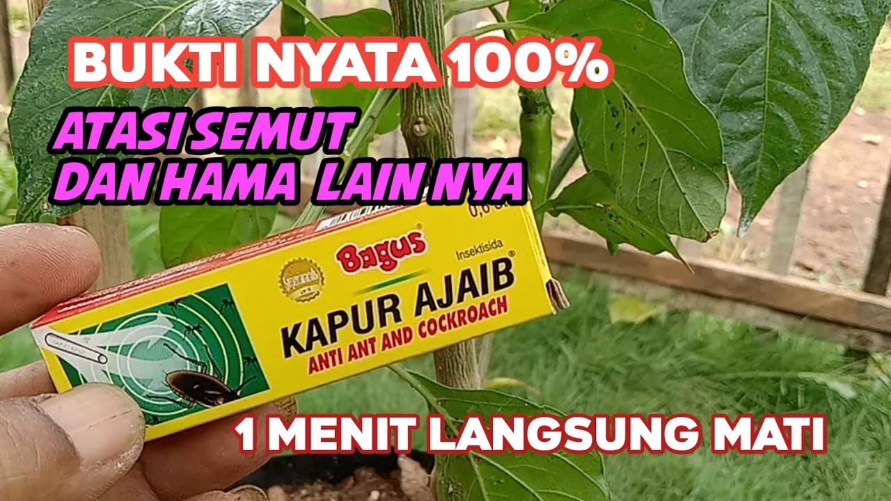 Cara basmi Semut pada tanaman cabe dengan Kapur ajaib 100% mujarab ...