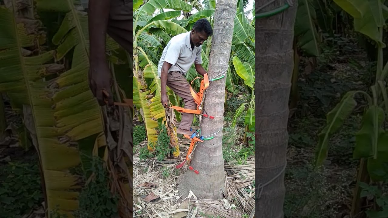 Coconut Tree Climbing Machine YouTube Coconut Tree Climbing Machine YouTube