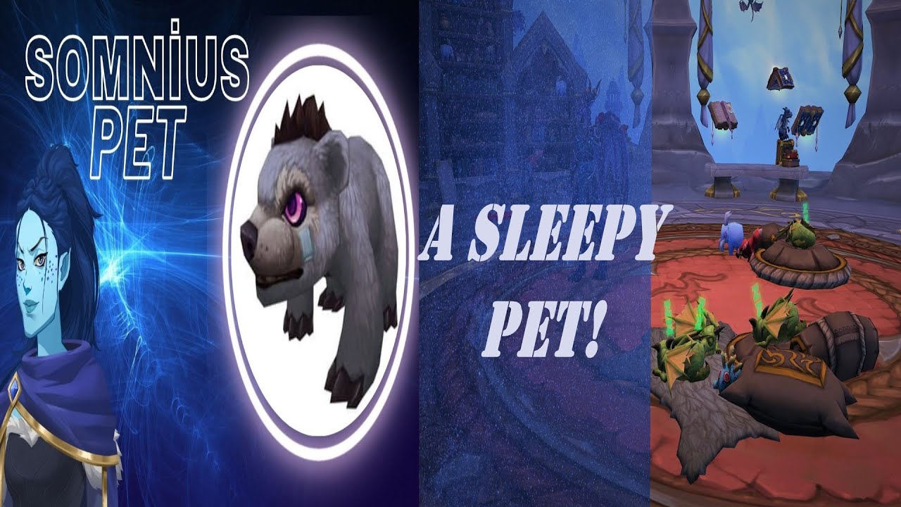 A Sleepy Pet! Wow Quest | Somnius Pet - YouTube
