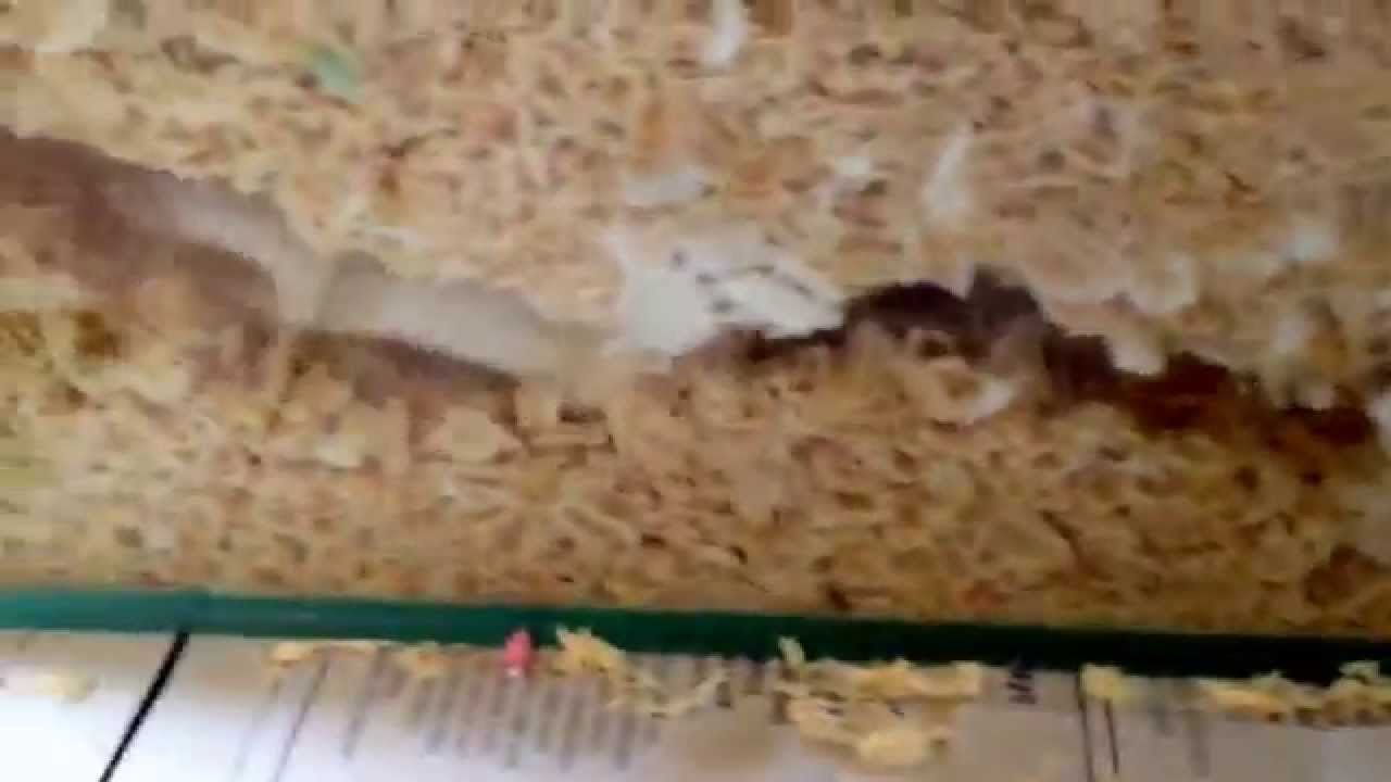 Cute gerbil making tunnels - YouTube