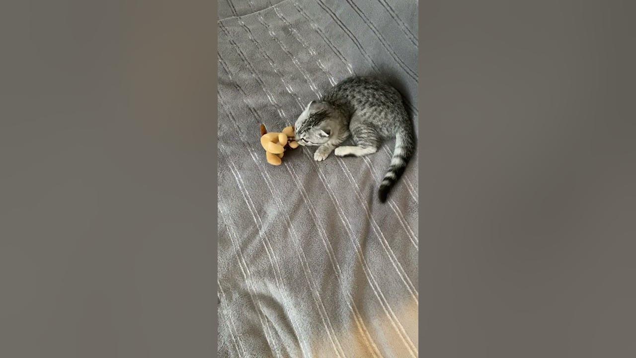 Утренняя игра с собачкой Софи Кошки софикошка Youtube