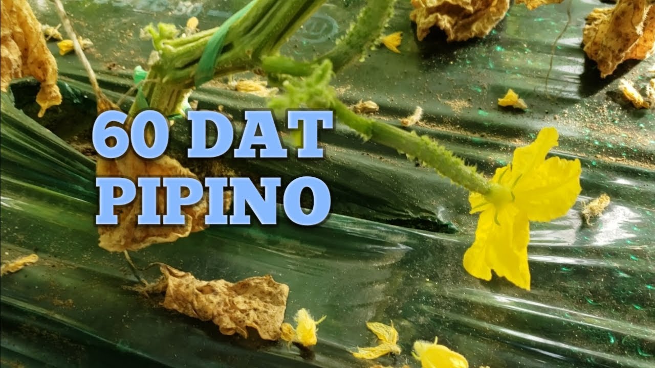 1 Month Daliy Harvesting ng Pipino. - YouTube
