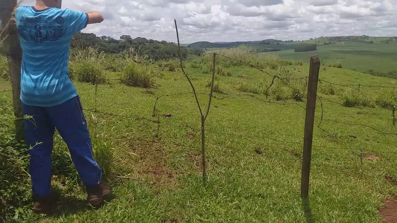 Lugar maravilhoso fomos tirar mel - YouTube