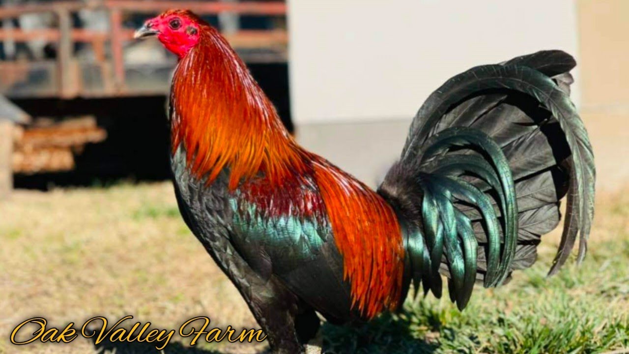 Leiper Kelso Grey - OAK VALLEY FARM - YouTube
