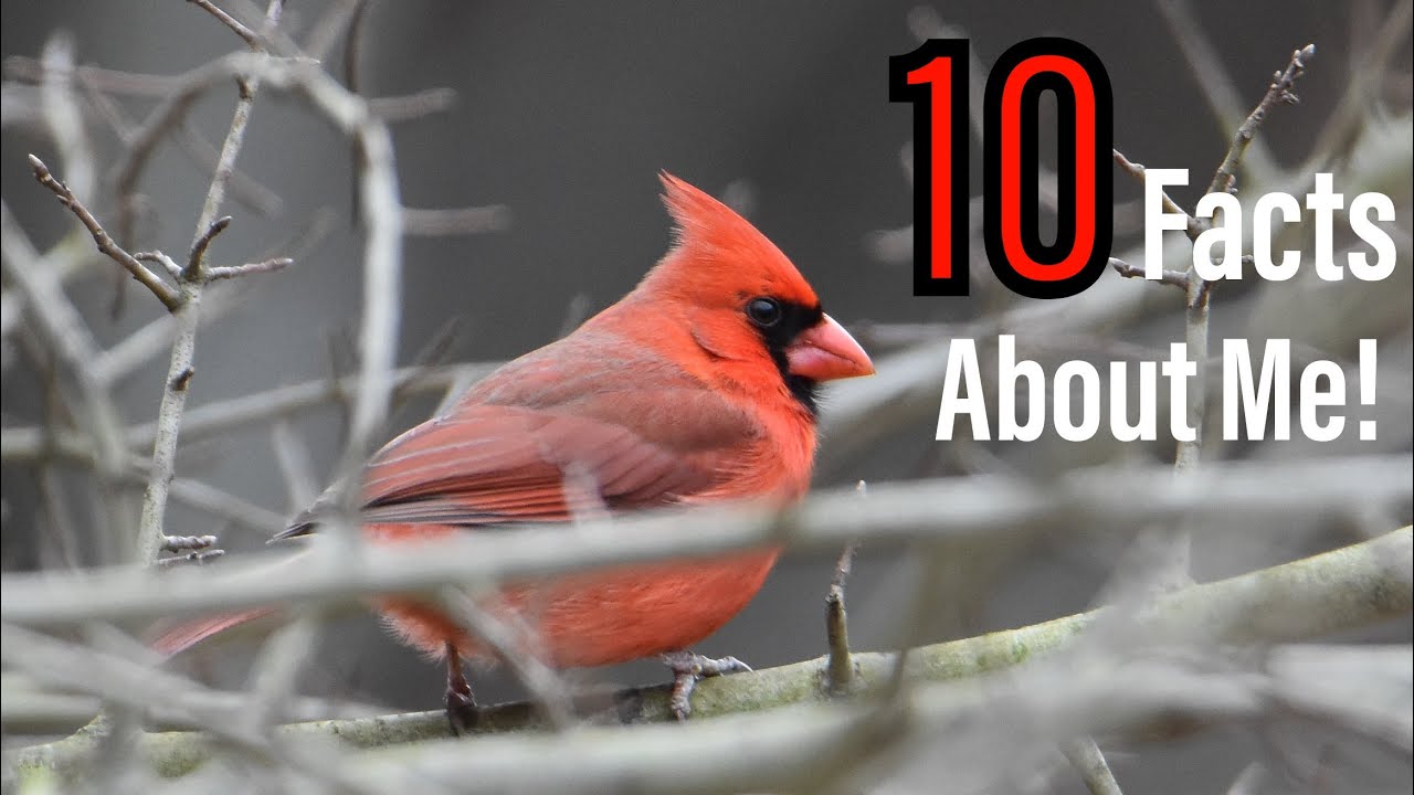 10 Amazing Facts About Northern Cardinals | WILDLIFE PHOTOGRAPHY - YouTube