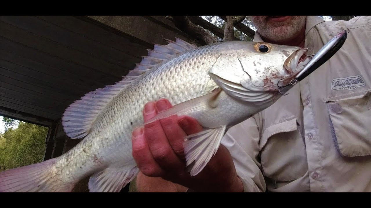 Mangrove Jack Fishing Coffs Coast - YouTube