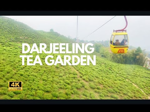 Darjeeling Tea Garden Tour ☕️ 🌱 || Darjeeling Ropeway - YouTube