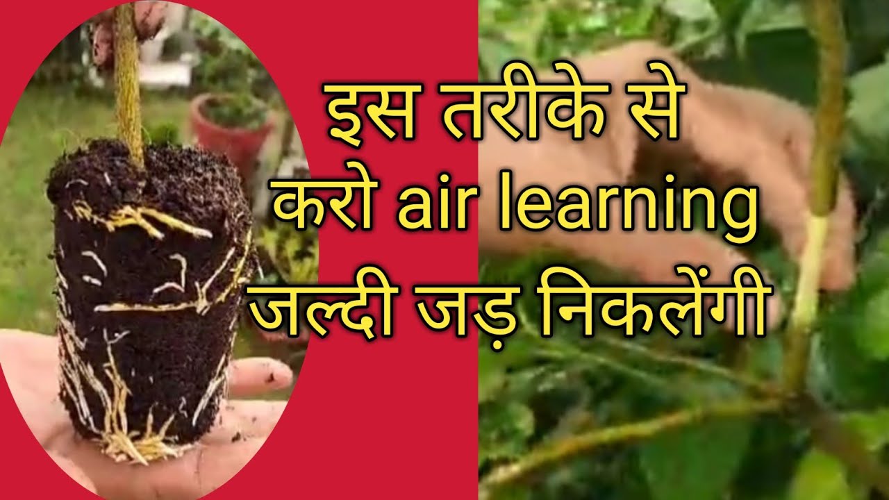 air layering के लिए जुलाई से सितम्बर सबसे अच्छा है । Prepared new ...