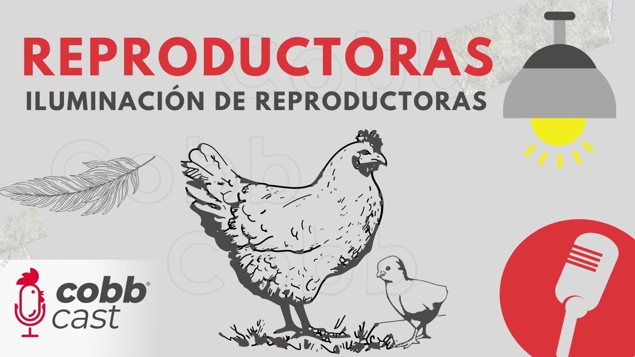 #07 Iluminación de Reproductoras - YouTube