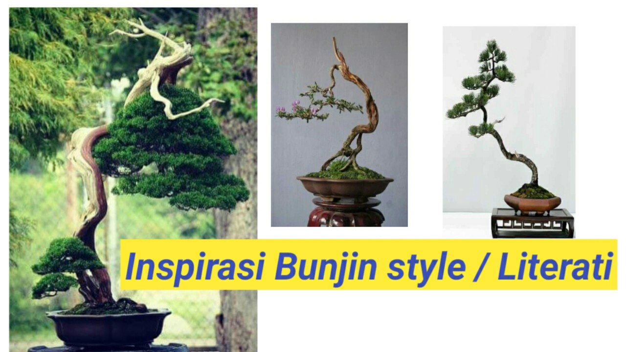 Bunjin Style Bonsai Inspiration - YouTube