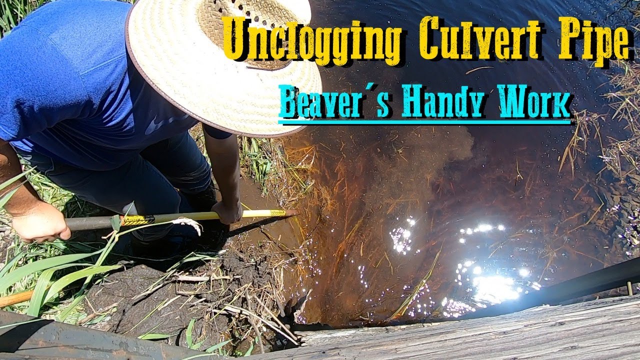 Beaver Clogged Culvert Pipe! Again... - YouTube