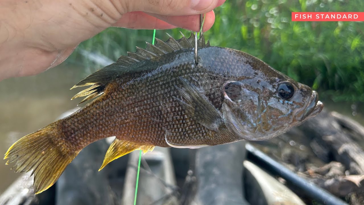 LIVE Green Sunfish Provokes a BIG BITE! | River Fishing for Flathead ...