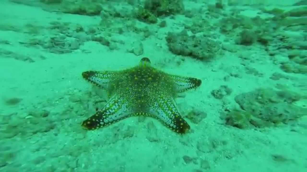 Scuba Diving in Bulthama Reef - Bahrain - YouTube