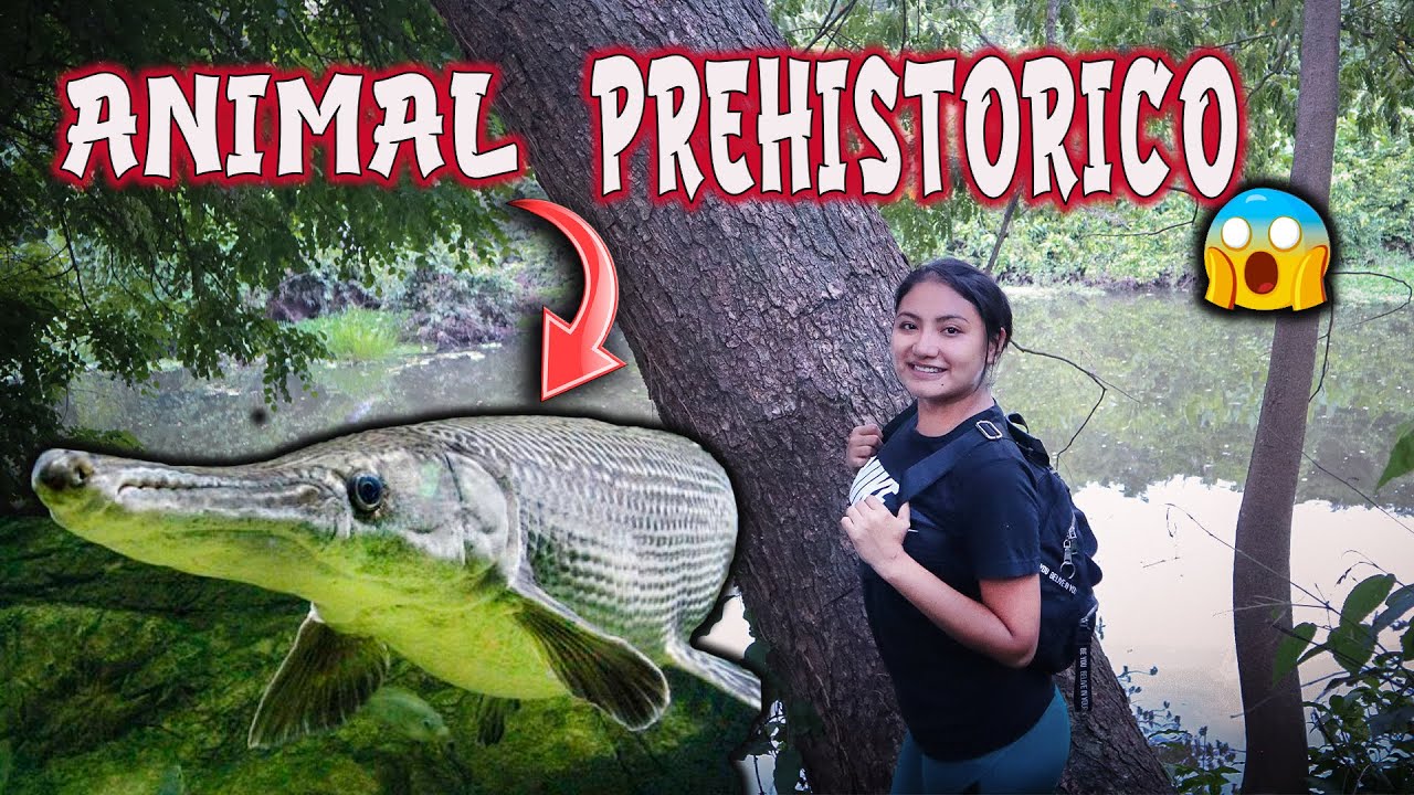 ENCONTRE UN ANIMAL PREHISTORICO VIVO!!! EN EL SALVADOR - YouTube