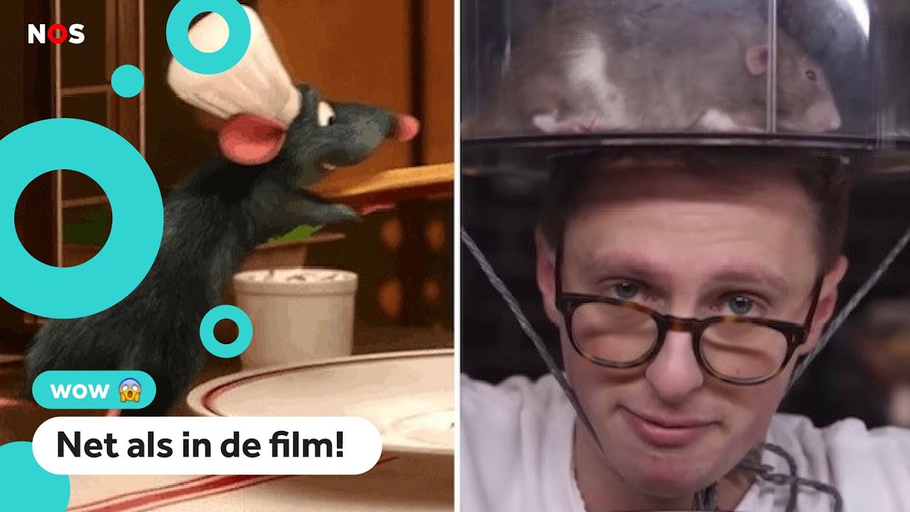 Deze rat kan ratatouille (een Frans gerecht) maken - YouTube