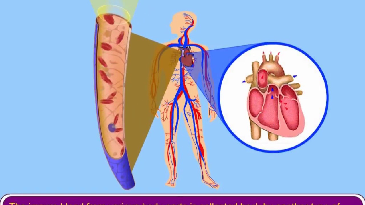 The Circulatory System - YouTube