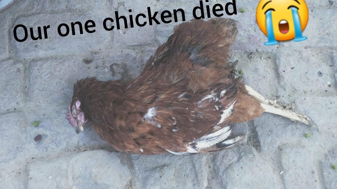 Our One Chicken Died Today😭#vlogs #birds #pet lovers #chicken - YouTube