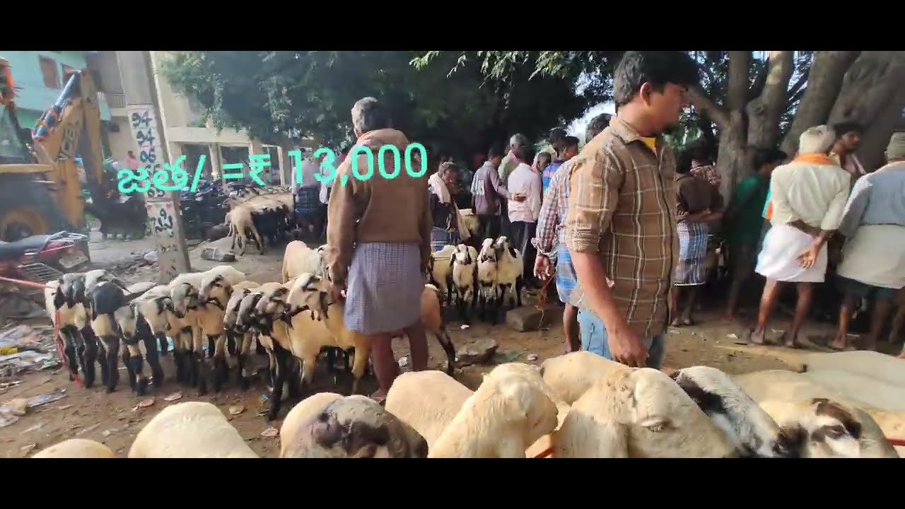 baireddipalle sheep market 02/11/2024 - YouTube