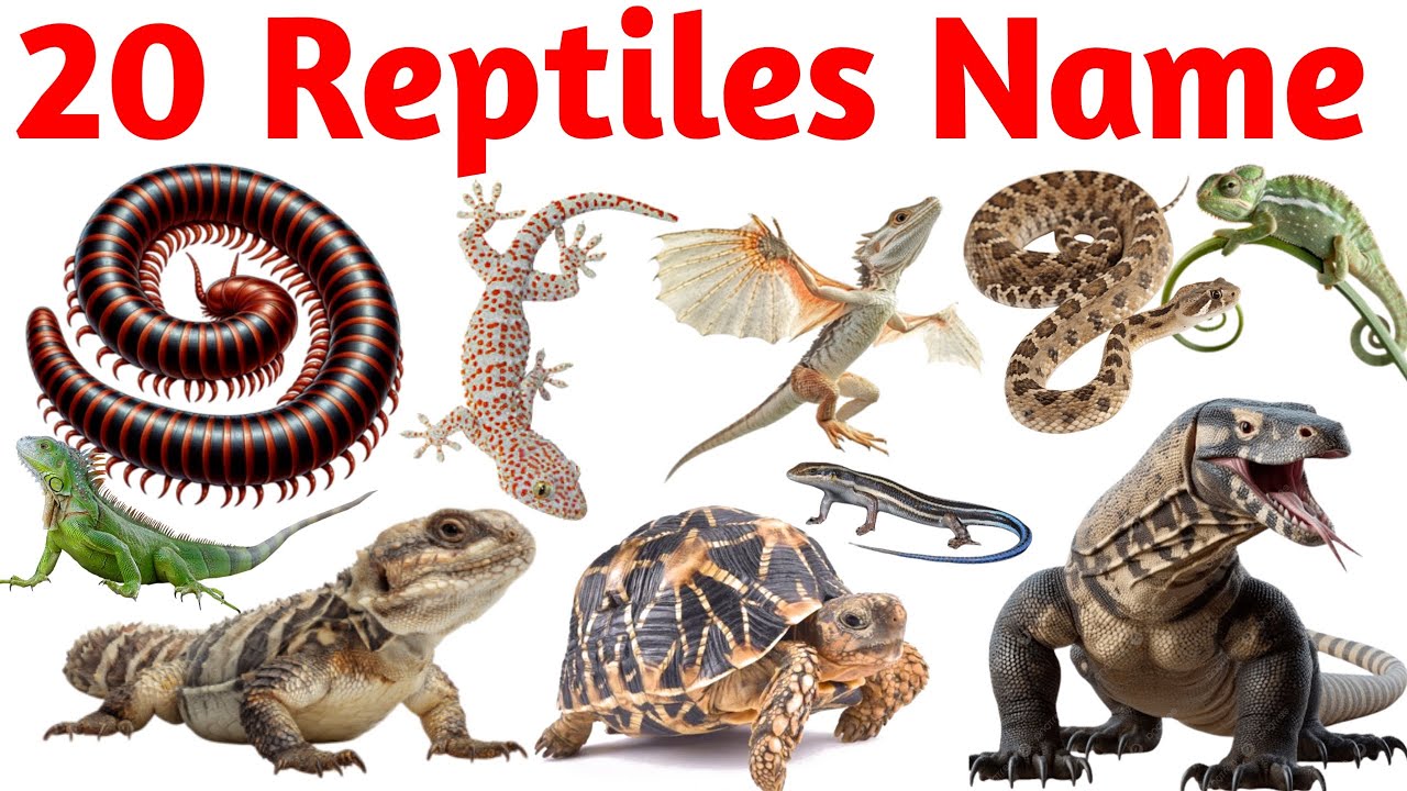 रेंगने वाले जीवों के नाम | 20 Reptiles Name for Kids | Learn Reptile ...