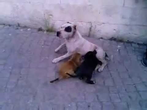Bebek Köpecikler Meme Emiyor!