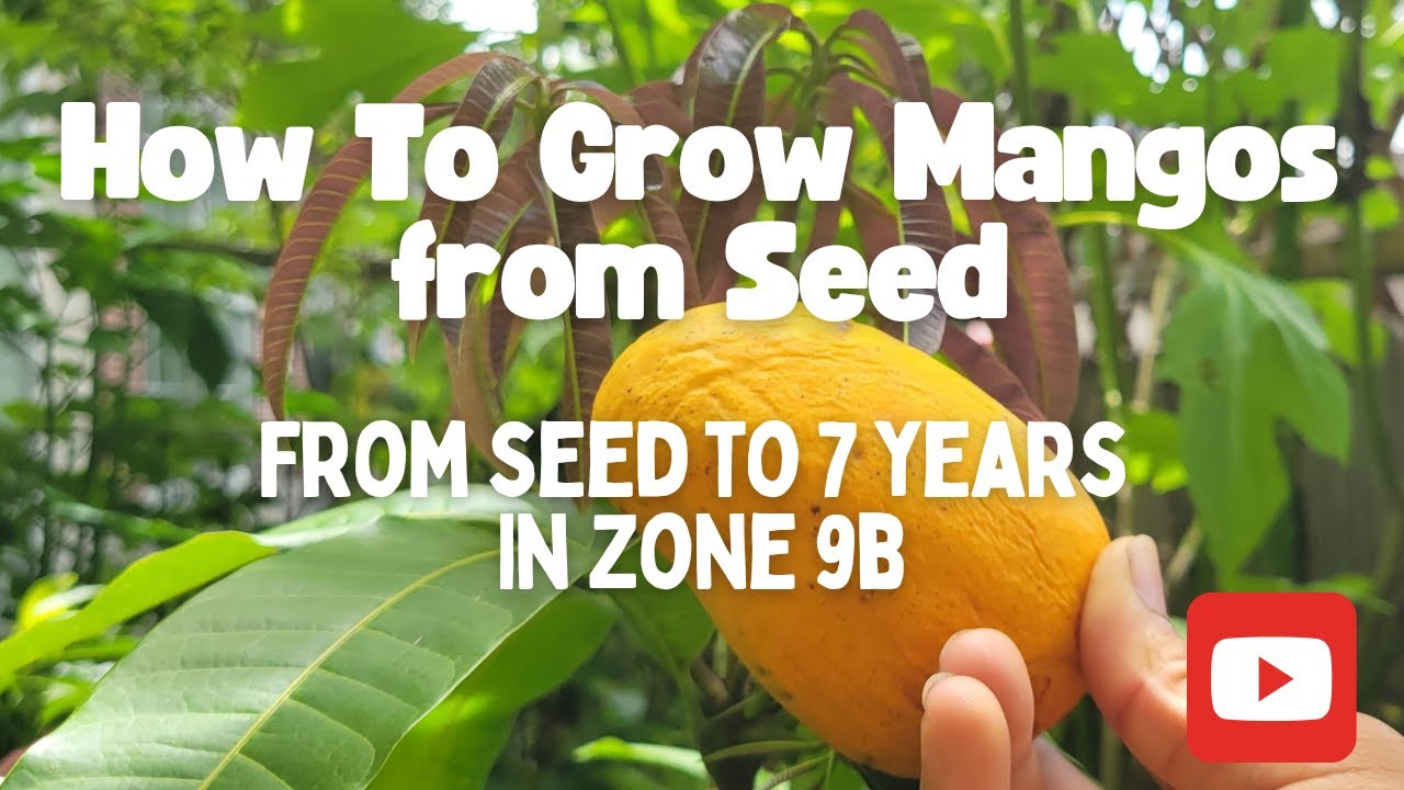 How to Grow Mangos from Seed (Zone 9b) With After Photos - YouTube