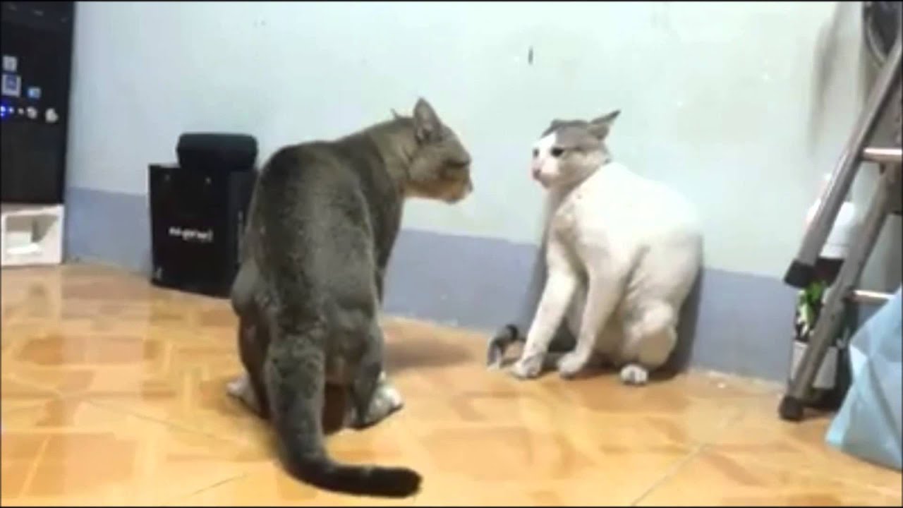 Epic Cats Fight - YouTube