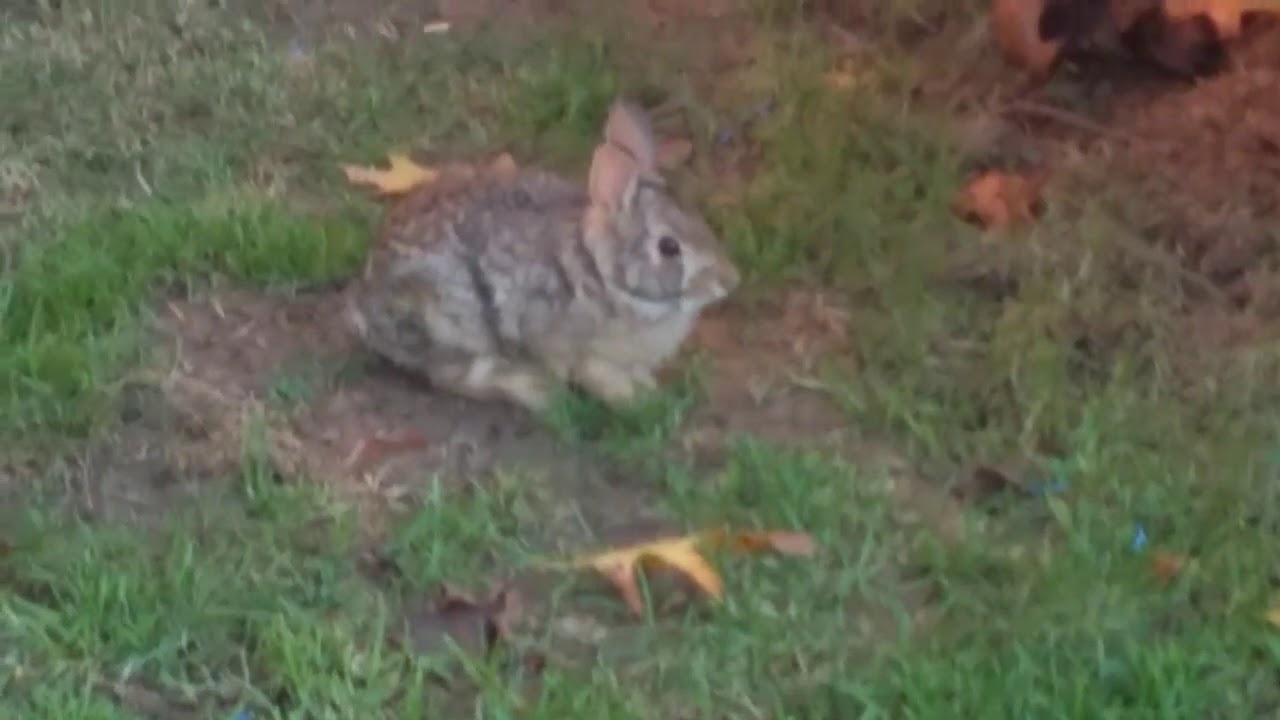 A rabbit in the yard - YouTube