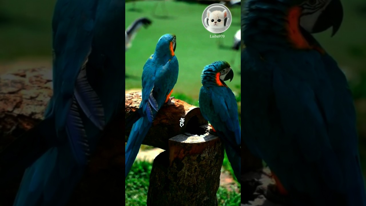 Brids Ki Video Short Beautiful Birds 🐦🕊 #shorts #shortvideo #viralvideo #youtubeshorts #brids ...